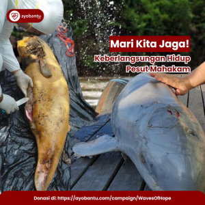 Waves of Hope: Let's Preserve Mahakam's Dolphin Population